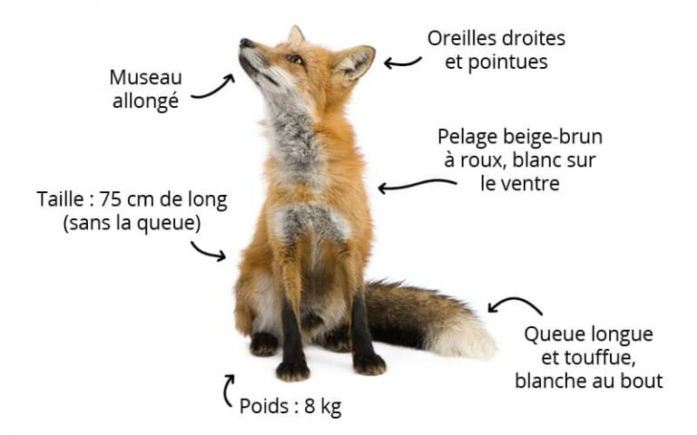 Fiches animaux - Le renard roux