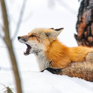 Fiches animaux - Le renard roux