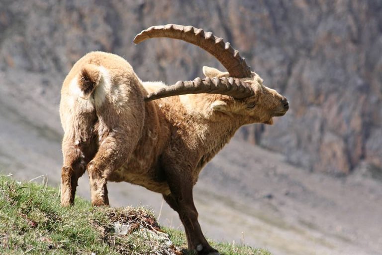 Fiches animaux - Le bouquetin des Alpes