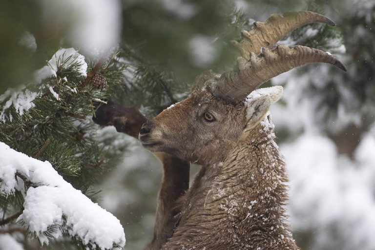 Fiches animaux - Le bouquetin des Alpes
