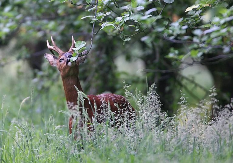Fiches animaux - Le chevreuil