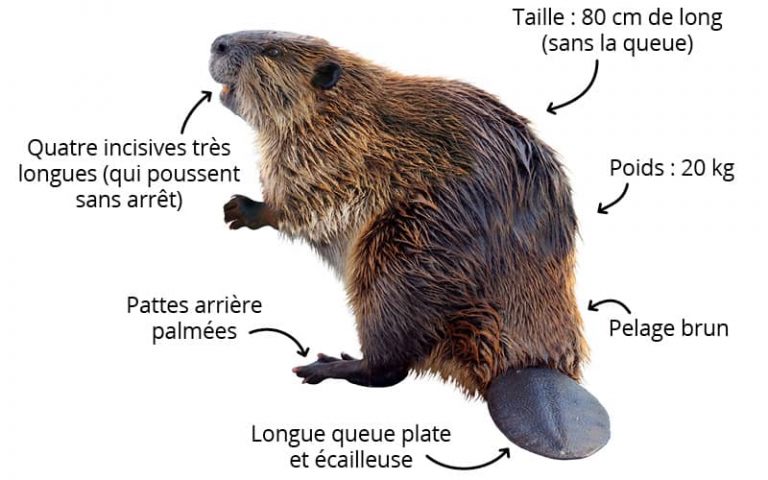 Fiches animaux - Le castor d’Europe