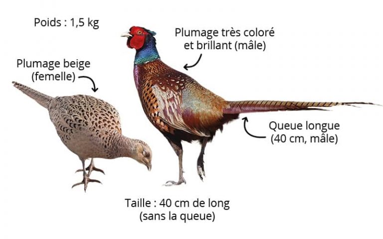 Fiches animaux - Le faisan commun