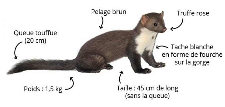 Fiches animaux - La fouine