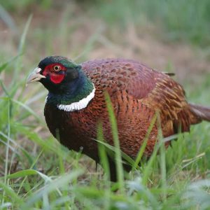 Fiches animaux - Le faisan commun