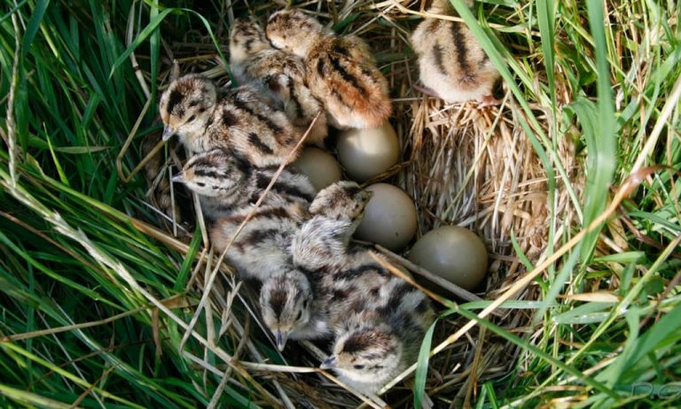 Fiches animaux - Le faisan commun