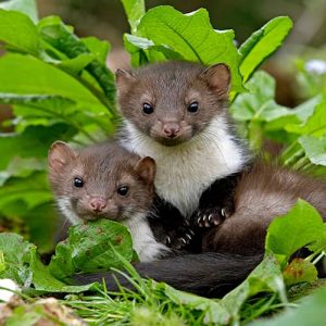 Fiches animaux - La fouine