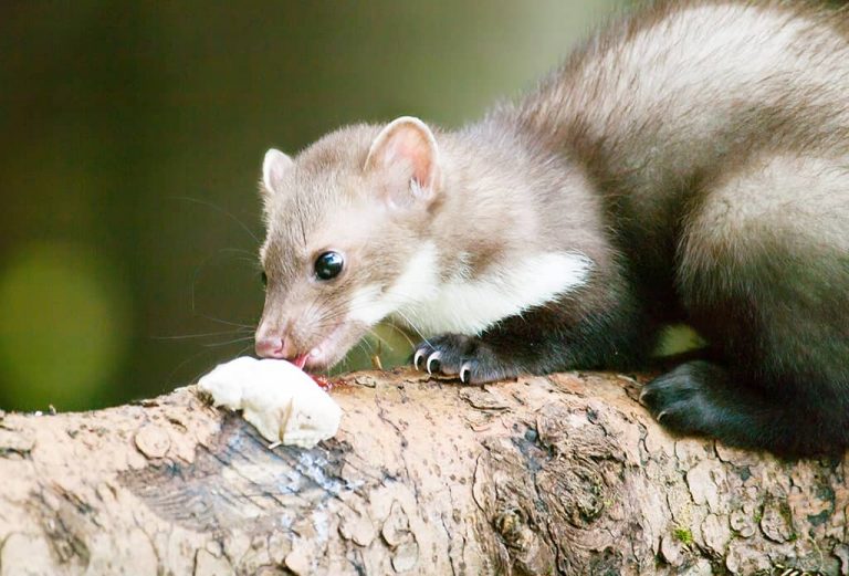 Fiches animaux - La fouine
