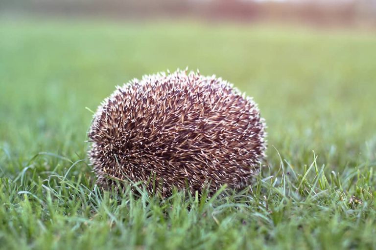 Fiches animaux - Le hérisson d’Europe