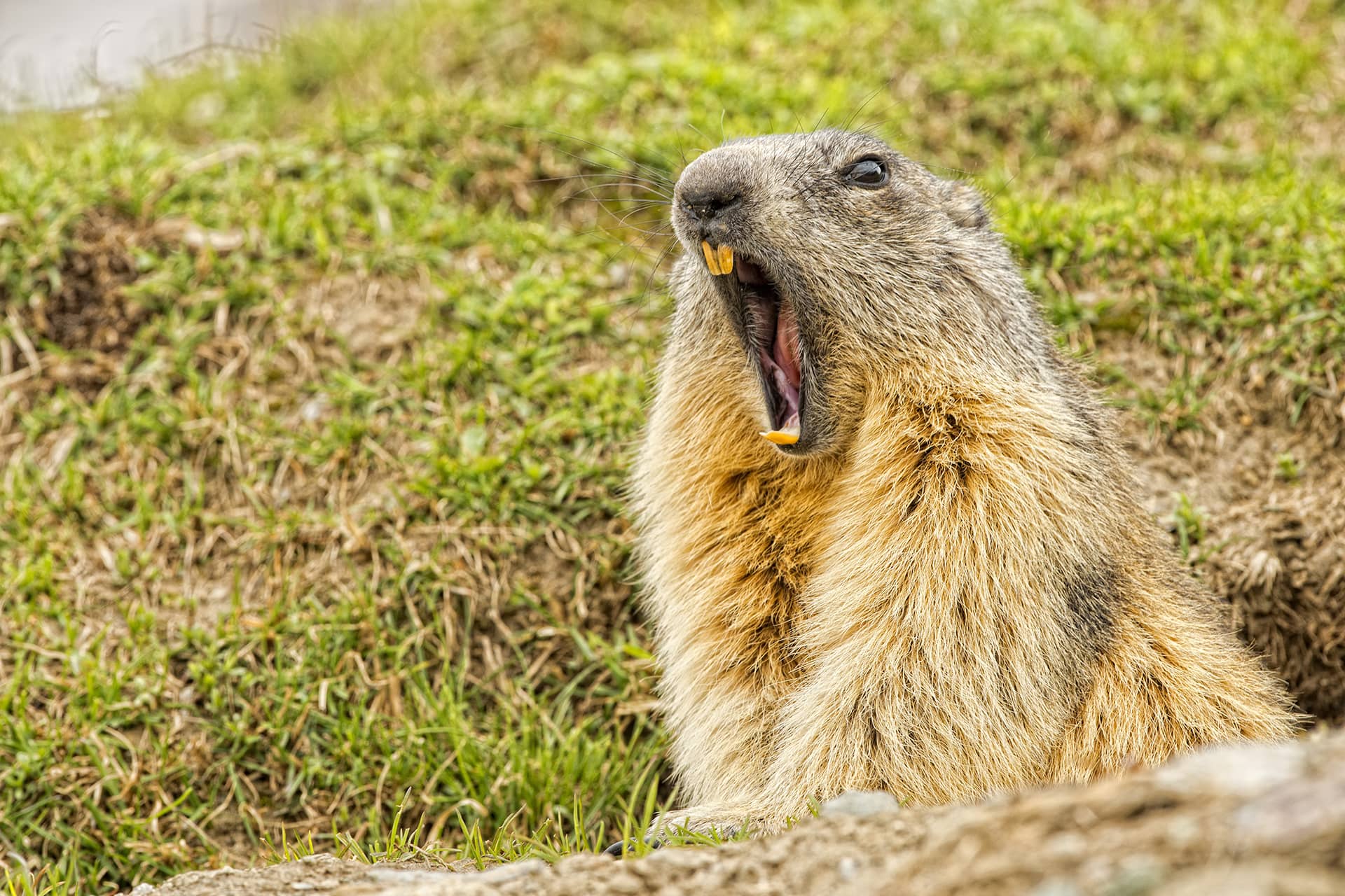 Fiches animaux - La marmotte des Alpes Fiches animaux - La marmotte des Alpes