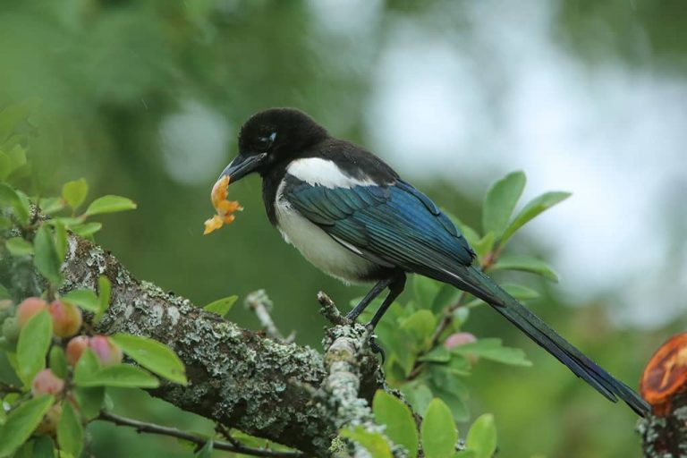 Fiches animaux - La pie bavarde