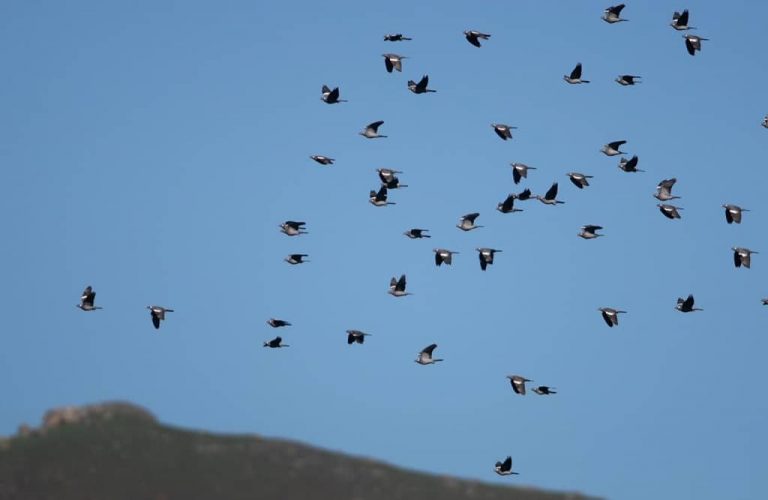 Fiches animaux - Le pigeon ramier