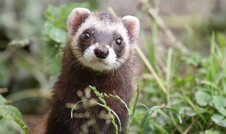 Fiches animaux - Le putois