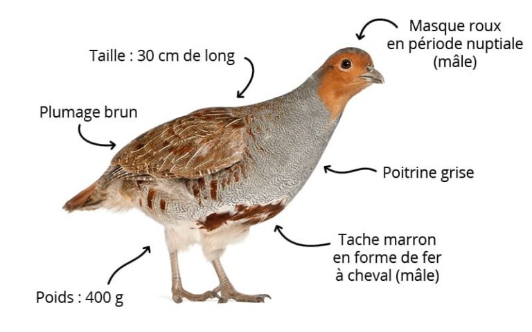 Fiches animaux - La perdrix grise