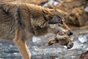 Fiches animaux - Le loup