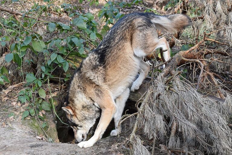 Fiches animaux - Le loup