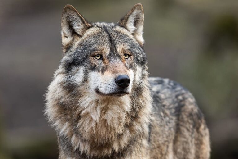 Fiches animaux - Le loup