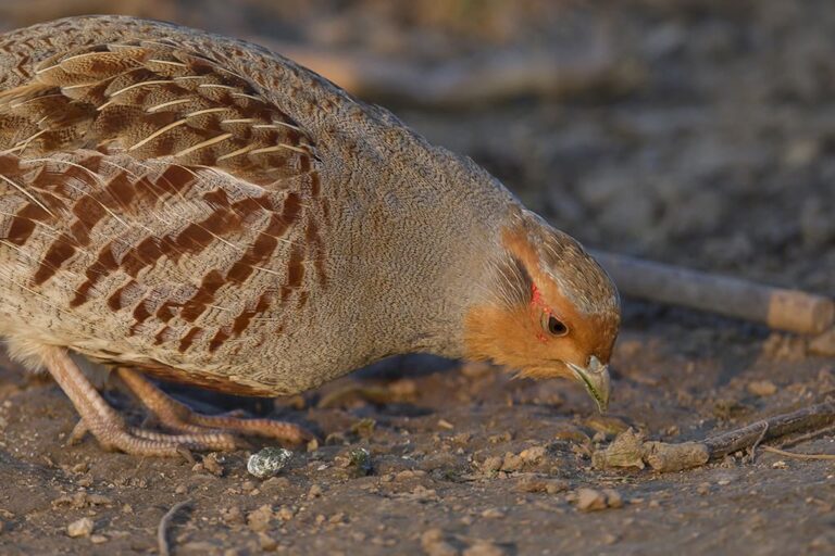 Fiches animaux - La perdrix grise