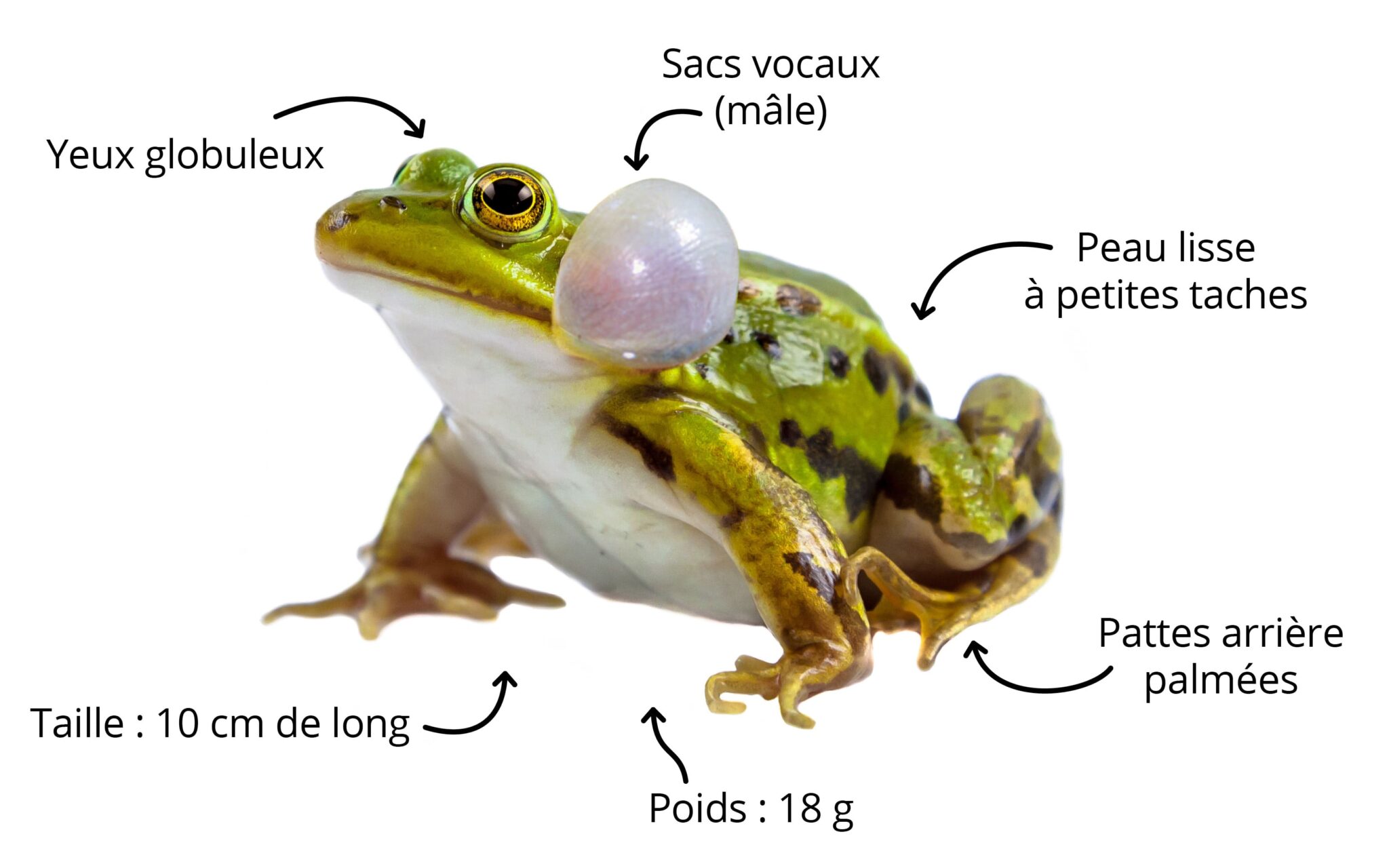 Fiches animaux - La grenouille verte