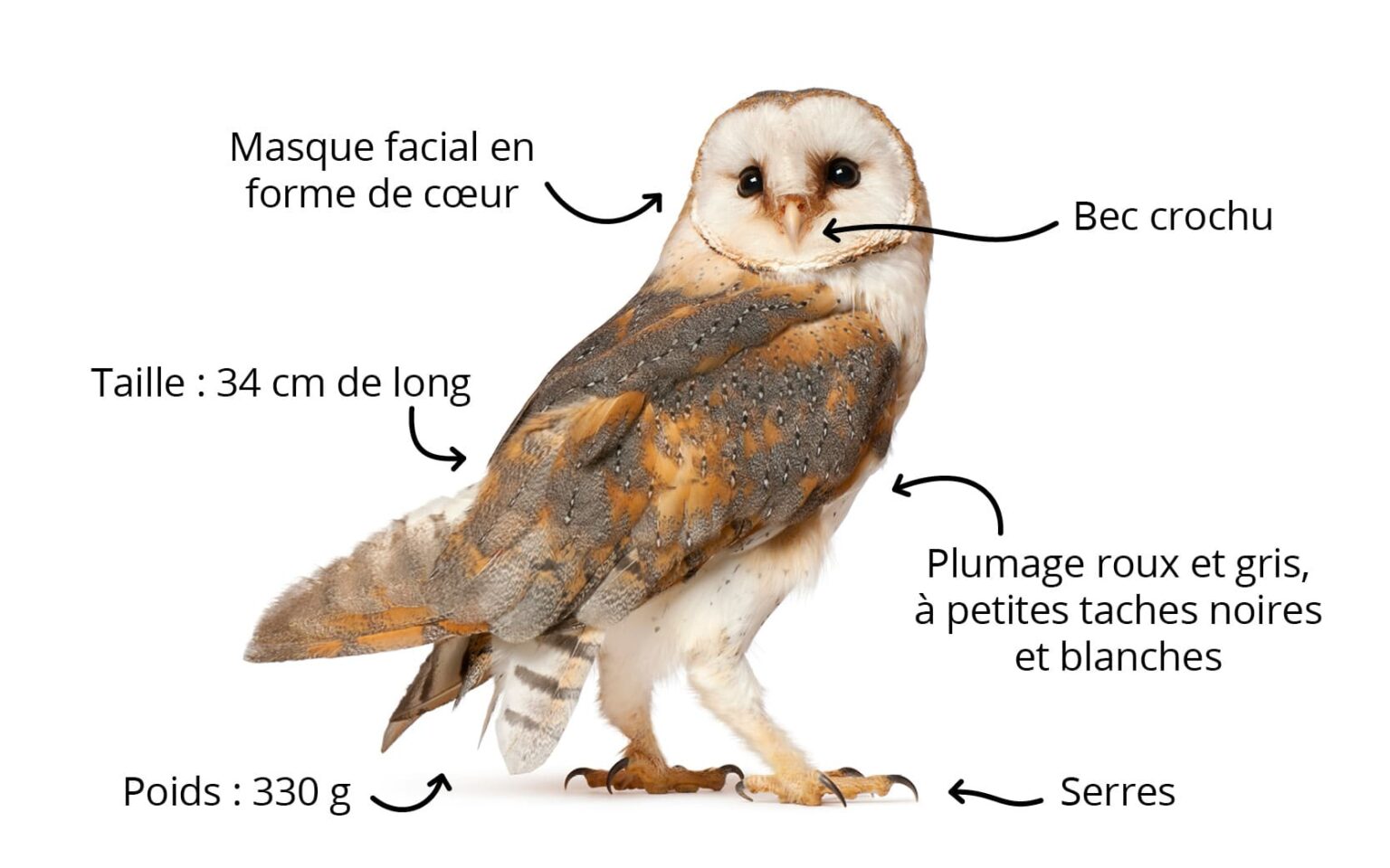 Fiches animaux - La chouette effraie